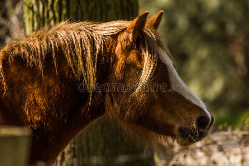 Beautiful Pony Face in Sunlight Stock Photo - Image of cattle, sunlight ...