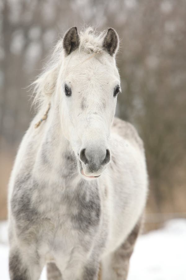 Beautiful Pony Looking at You in Winter Stock Photo - Image of mane ...