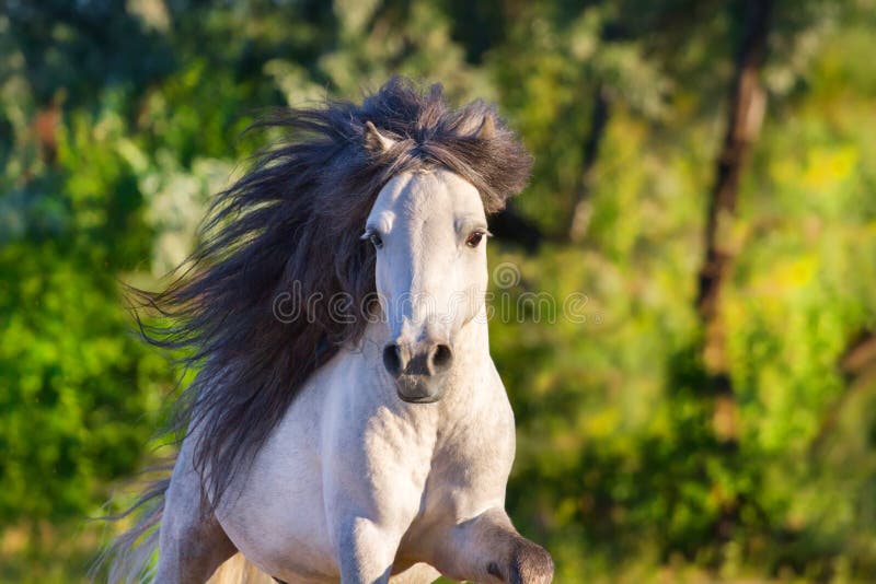 Beautiful pony run stock image. Image of farm, long, herd - 55259003