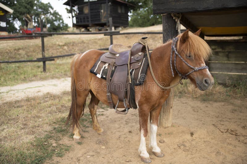 Beautiful Pony Stand in a Wild West Farm Stock Image - Image of cute ...