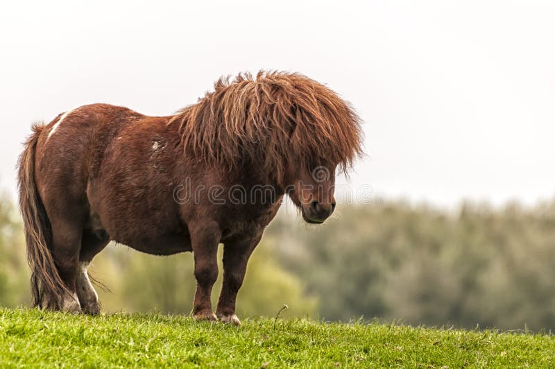 A Beautiful Pony Standing on Grass Stock Photo - Image of agriculture ...