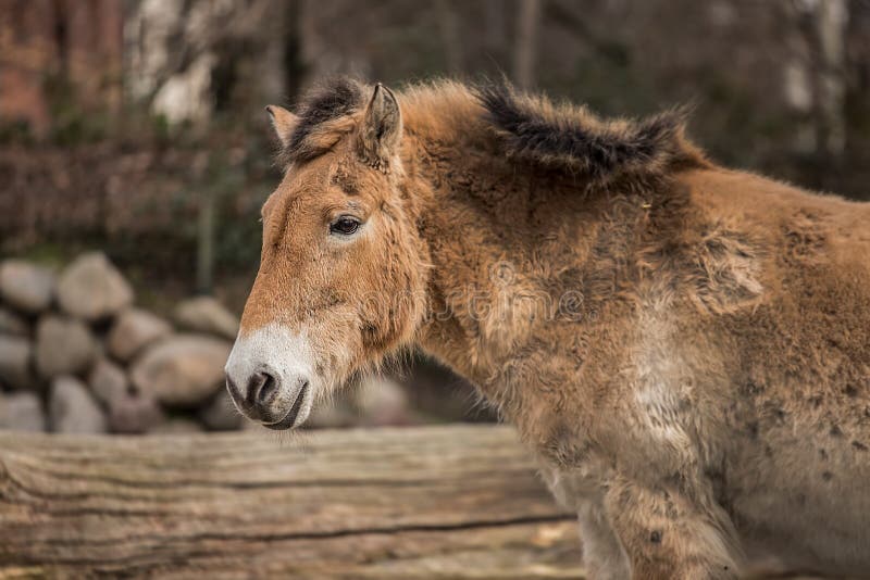 Beautiful Pony at Zoo in Berlin Editorial Photography - Image of ...