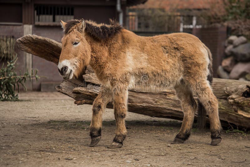 Beautiful Pony at Zoo in Berlin Editorial Photography - Image of snout ...