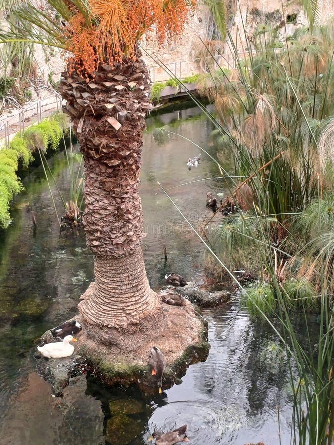 Beautiful Pool of Water with Animals and Palm Stock Photo - Image of ...