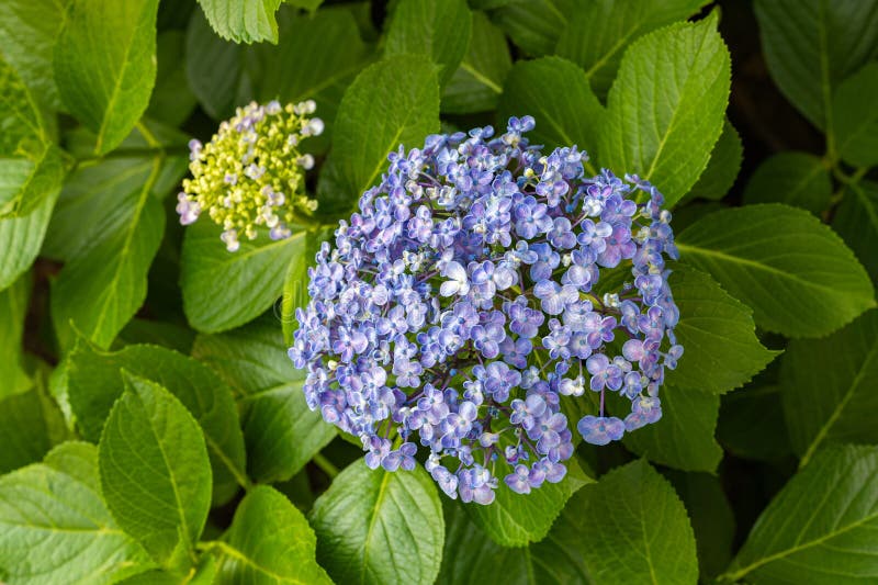 Beautiful Popcorn Hydrangea Flowers Blooming in the Hydrangea Temple in ...