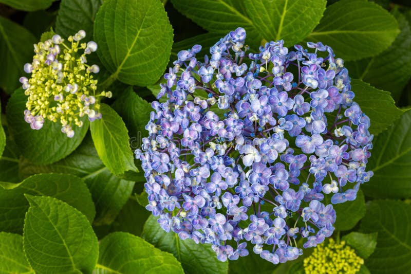 Beautiful Popcorn Hydrangea Flowers Blooming in the Hydrangea Temple in ...