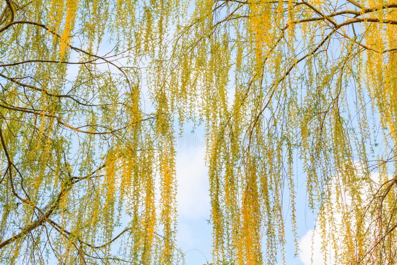 Beautiful Poplar Tree and Houses in the Green Indus Valley Stock Photo ...