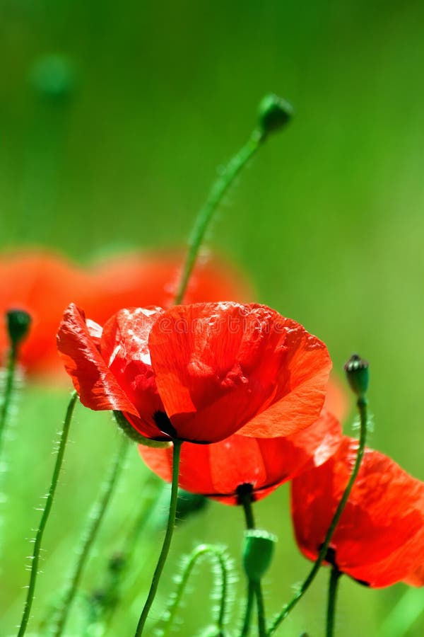 Beautiful poppies stock photo. Image of mood, love, blossom - 10368044