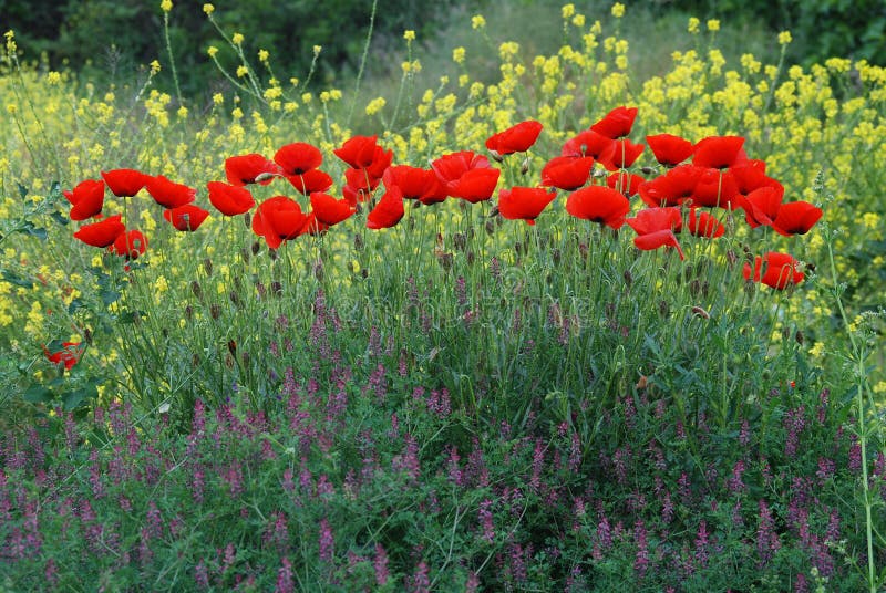 Beautiful poppies stock photo. Image of dream, fragrance - 13157058