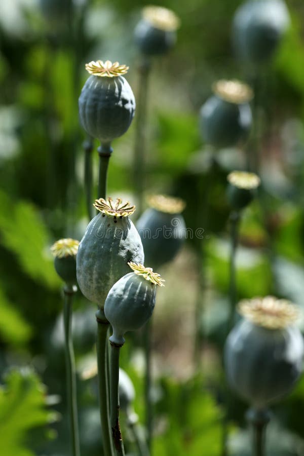 Beautiful poppies stock photo. Image of beautiful, blooming - 20553228