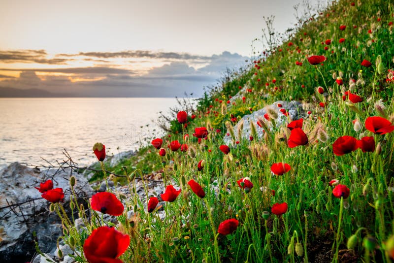 Poppies on the Beach Near the Sand Stock Photo - Image of landscape ...