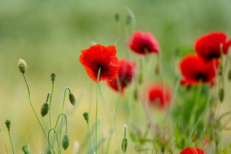 Beautiful Poppies Blooming in the Field Stock Photo - Image of flower ...
