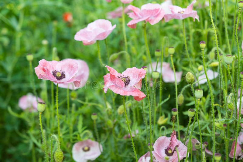 Beautiful Poppies Growing in a Flower Bed Stock Image - Image of ...