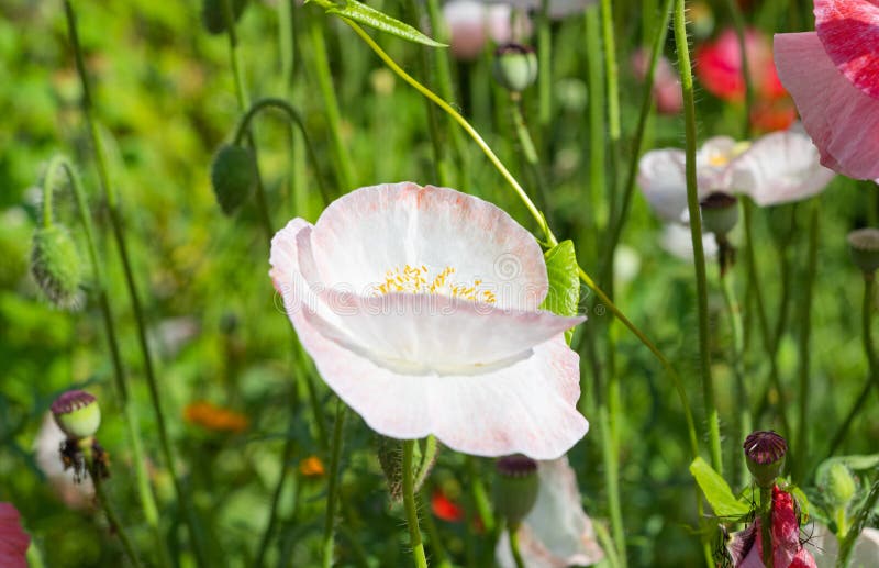 Beautiful Poppies Growing in a Flower Bed Stock Photo - Image of ...