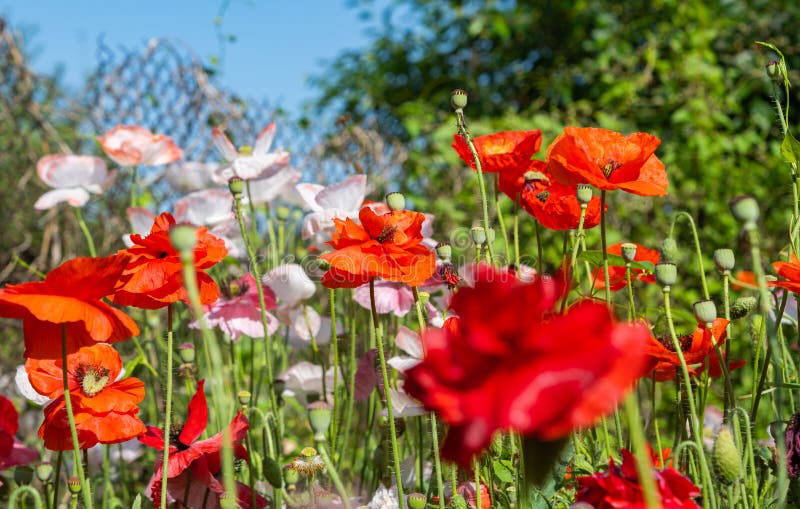 Beautiful Poppies Growing in a Flower Bed Stock Photo - Image of ...