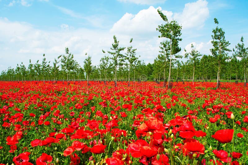 Beautiful Poppy Field Beneath the Blue Sky Stock Image - Image of ...