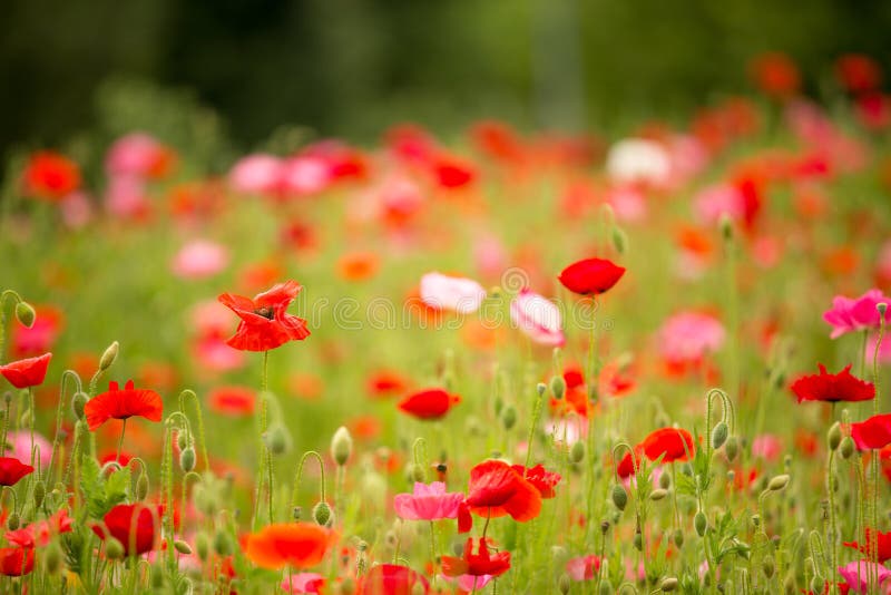 Beautiful Poppy Field on a Cloudy Spring Day Stock Photo - Image of ...
