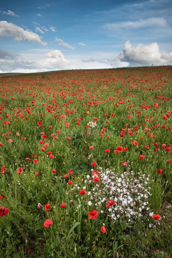 Beautiful Poppy Field Landscape during Sunset with Dramatic Sky Stock ...