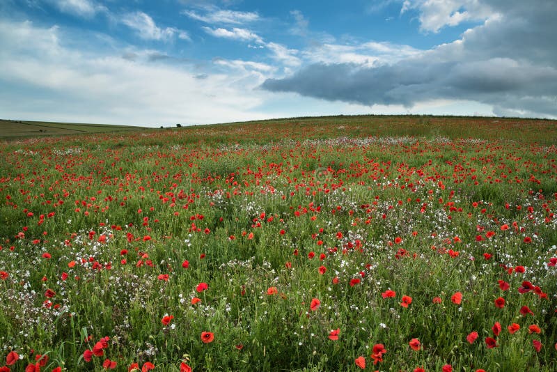 Beautiful Poppy Field Landscape during Sunset with Dramatic Sky Stock ...