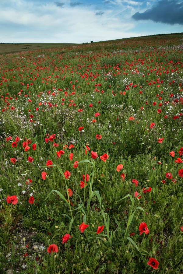 Beautiful Poppy Field Landscape during Sunset with Dramatic Sky Stock ...
