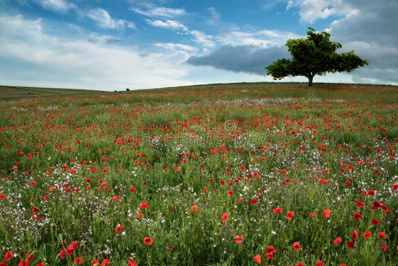Beautiful Poppy Field Landscape during Sunset with Dramatic Sky Stock ...