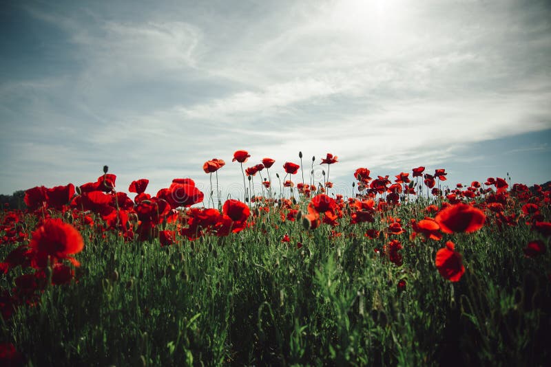 Beautiful Poppy Field. Spring Nature. Red Flowers. Stock Image - Image ...
