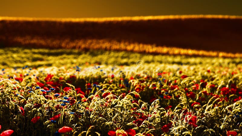 Beautiful Poppy Field during Sunrise Stock Image - Image of fresh ...