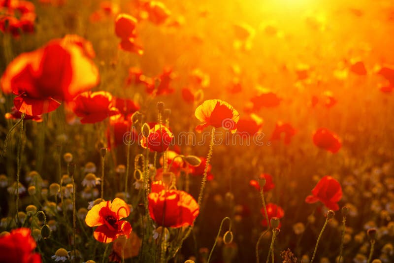 Beautiful Poppy Field at Sunset, Close-up , Wallpapers Stock Image ...