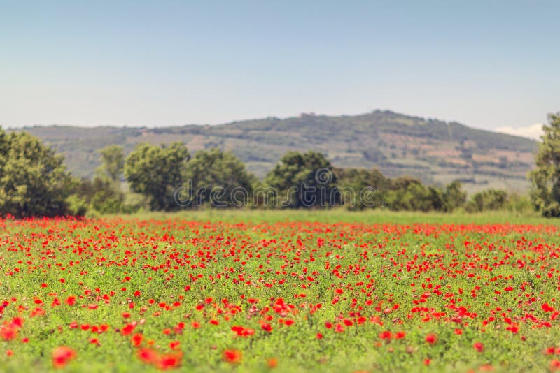 Beautiful Poppy Field in Tuscany Stock Photo - Image of white, tuscany ...