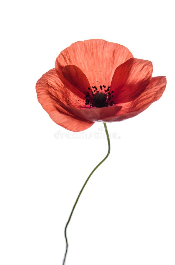 Beautiful poppy stock photo. Image of growth, nature - 330295258