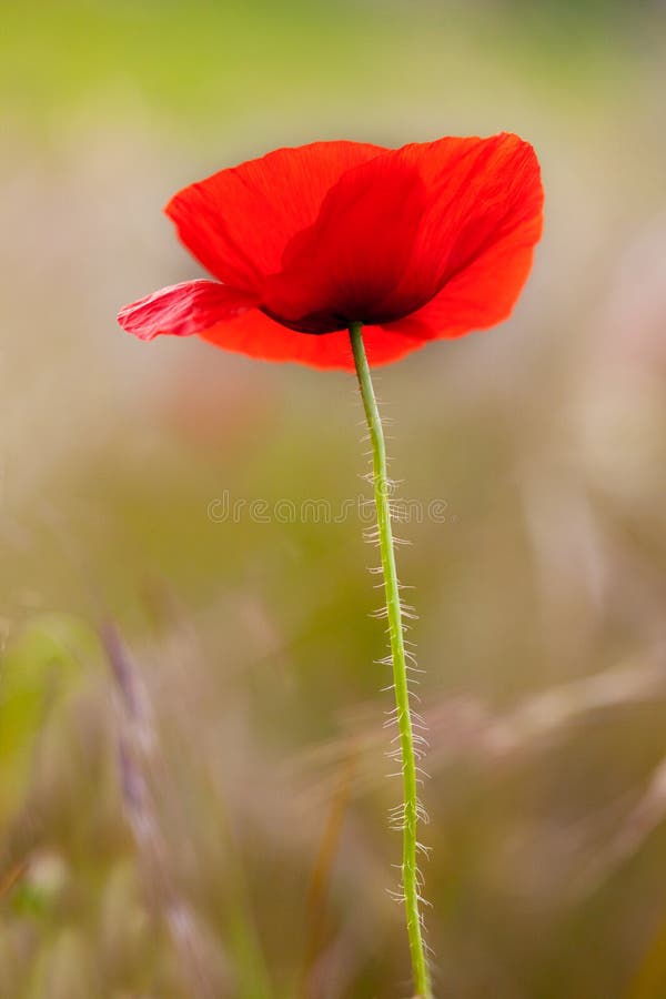 Beautiful Poppy Flower stock image. Image of level, nature - 32041341