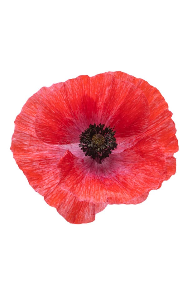 Beautiful Poppy Flowers Isolated Stock Image - Image of beauty, head ...