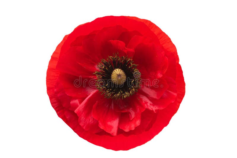 Beautiful Poppy Flowers Isolated Stock Photo - Image of flower ...