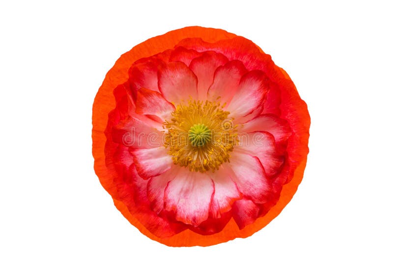 Beautiful Poppy Flowers Isolated Stock Photo - Image of poppy, spring ...