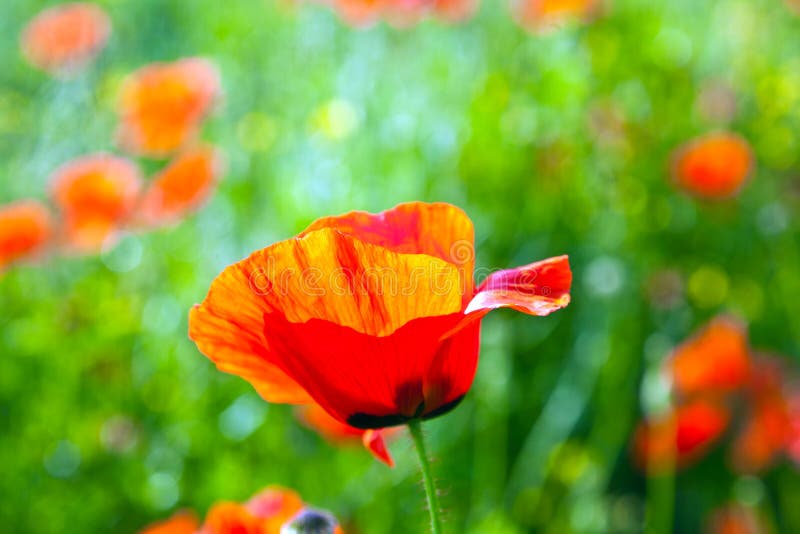 Beautiful poppy flowers stock image. Image of environment - 37137483