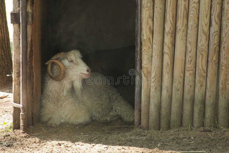 Portrait of Aries in the Stable Stock Photo - Image of male, domestic ...