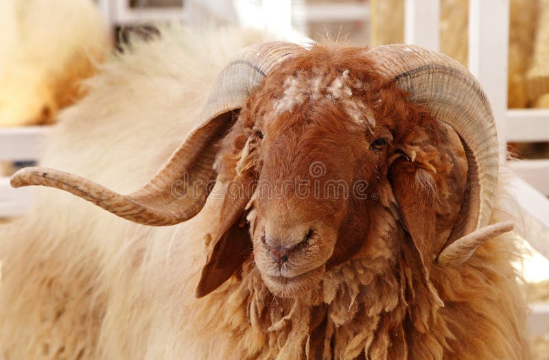 Beautiful Portrait of Awassi Sheep Stock Image - Image of arab ...