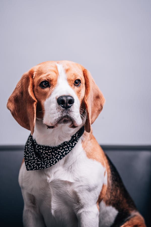Beautiful Portrait of a Beagle Stock Photo - Image of beautiful ...
