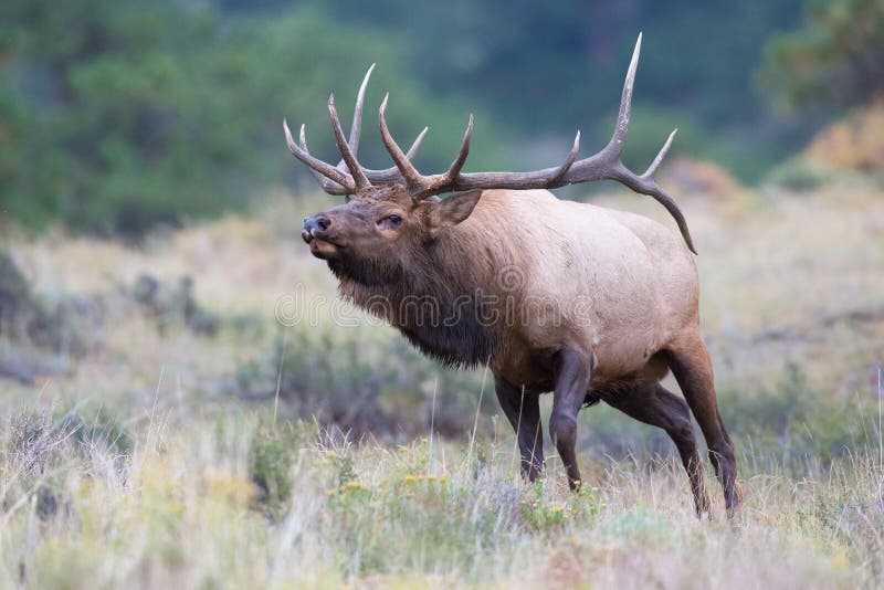 Beautiful Portrait of Big Bull Elk Stock Image - Image of mountains ...