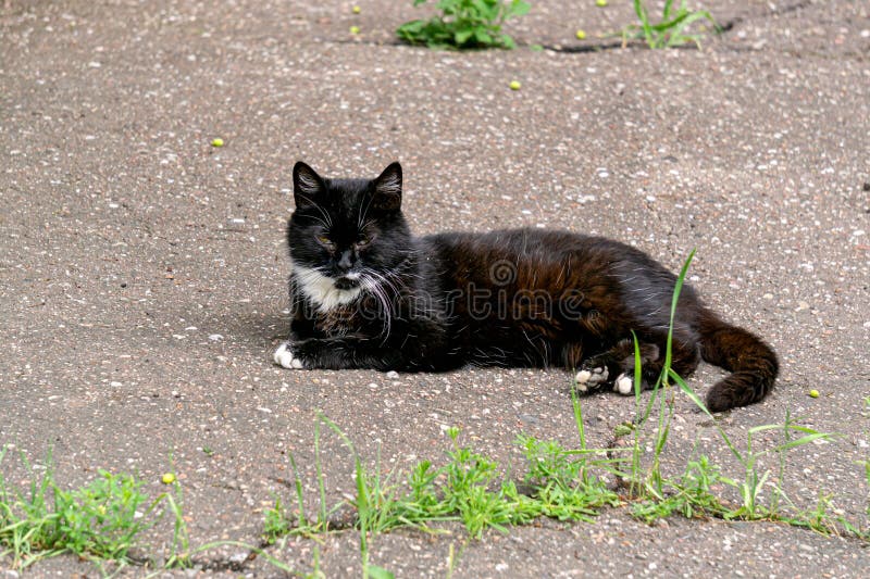 Beautiful Portrait of a Black Cat Dozing on the Ground. Stock Photo ...
