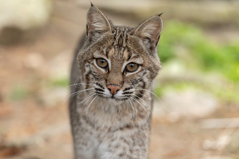 Beautiful Portrait of a Bobcat in Nature Stock Photo - Image of eyes ...