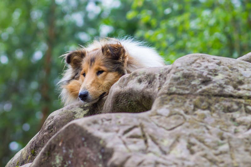 Beautiful Portrait of a Border Collie Lying on a Rock Stock Photo ...