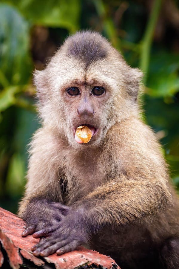 Beautiful Portrait of Capuchin Wild Monkey Eating Fruit Stock Image ...