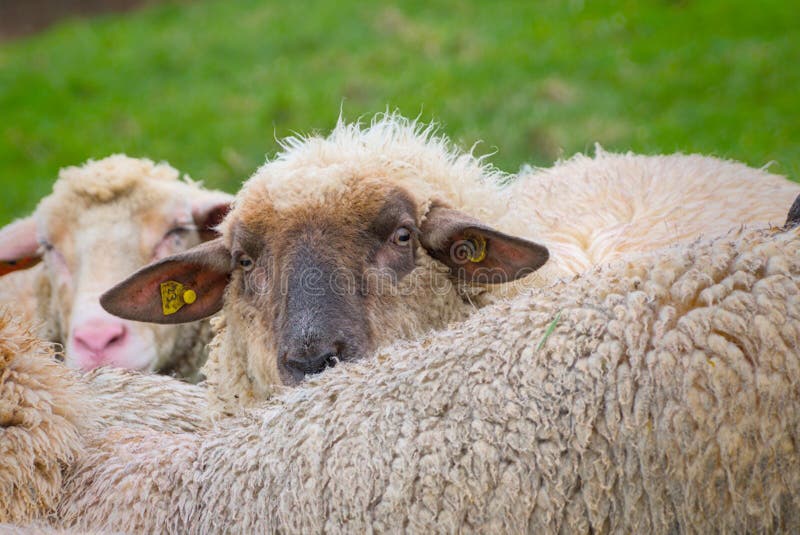 Beautiful Portrait of a Curious Sheep with a Pretty Face Stock Photo ...