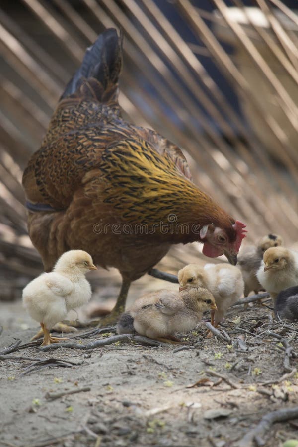 Beautiful Portrait of Cute Baby Chicks Stock Image - Image of fattening ...