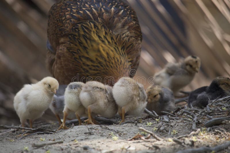 Beautiful Portrait of Cute Baby Chicks Stock Image - Image of feather ...