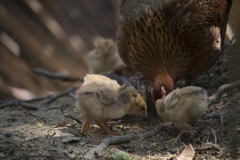 Beautiful Portrait of Cute Baby Chicks Stock Image - Image of mother ...
