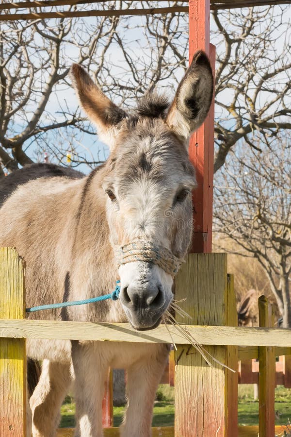 Beautiful Portrait of a Donkey at a Park. Stock Photo - Image of animal ...