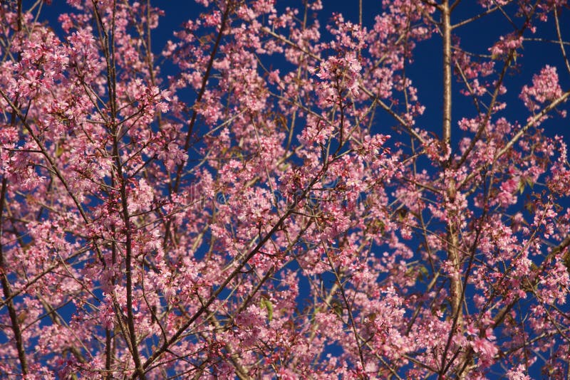 Beautiful Portrait of Flowers Plant Stock Image - Image of portrait ...