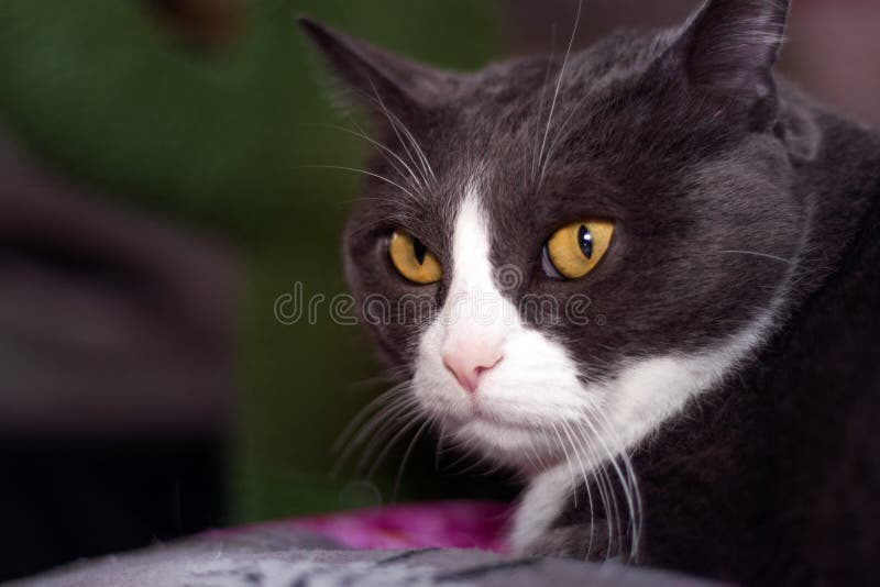Beautiful Portrait of a Grey and White Grumpy Cat Stock Photo - Image ...